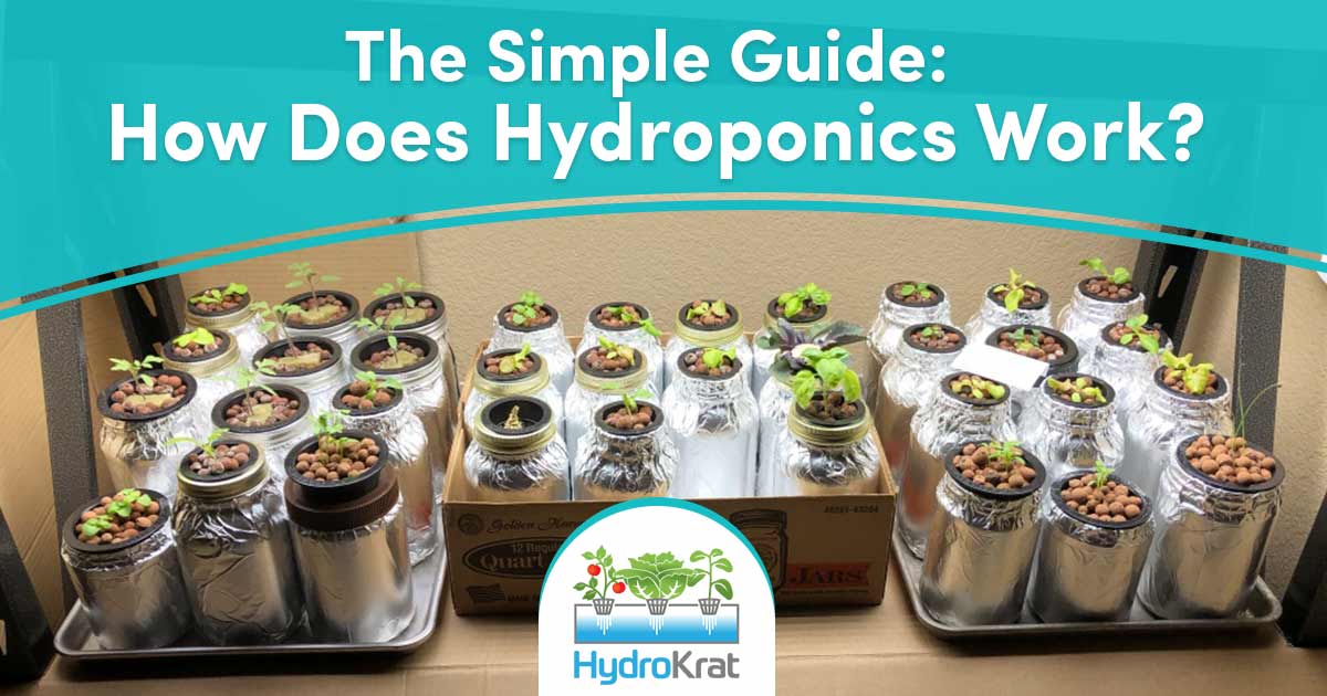 The Simple Guide: How does hydroponics work? - HydroKrat Hydroponics